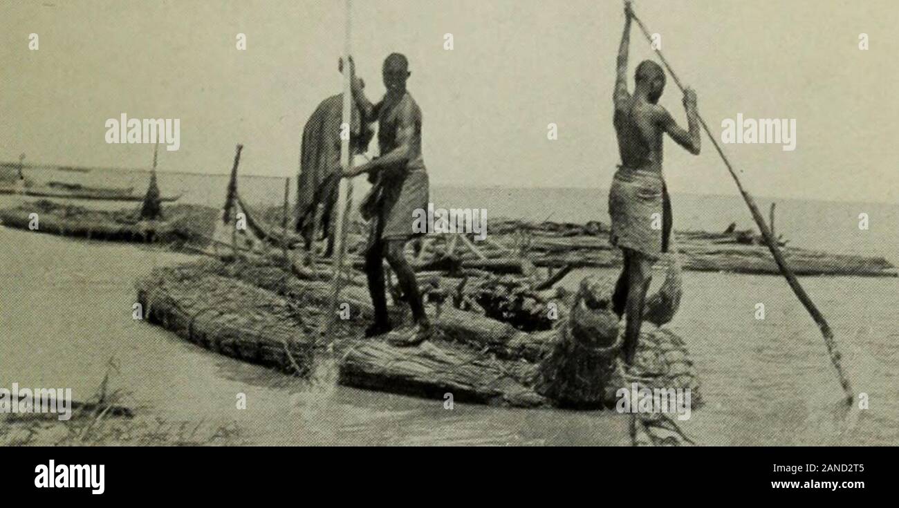 Gindi hi-res stock photography and images - Alamy