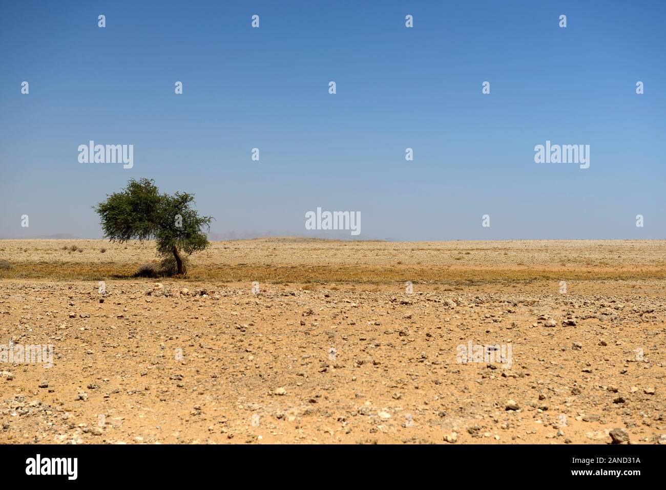 lone,single,one,tree,acacia tree,dry,arid,scrub,scrubland,desert ...