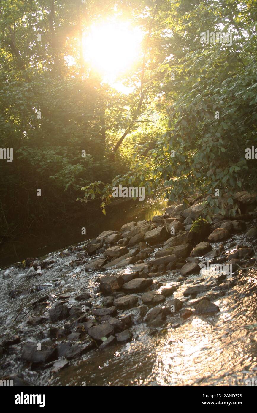 River flowing over rocks. Bright sun shining through the woods Stock ...