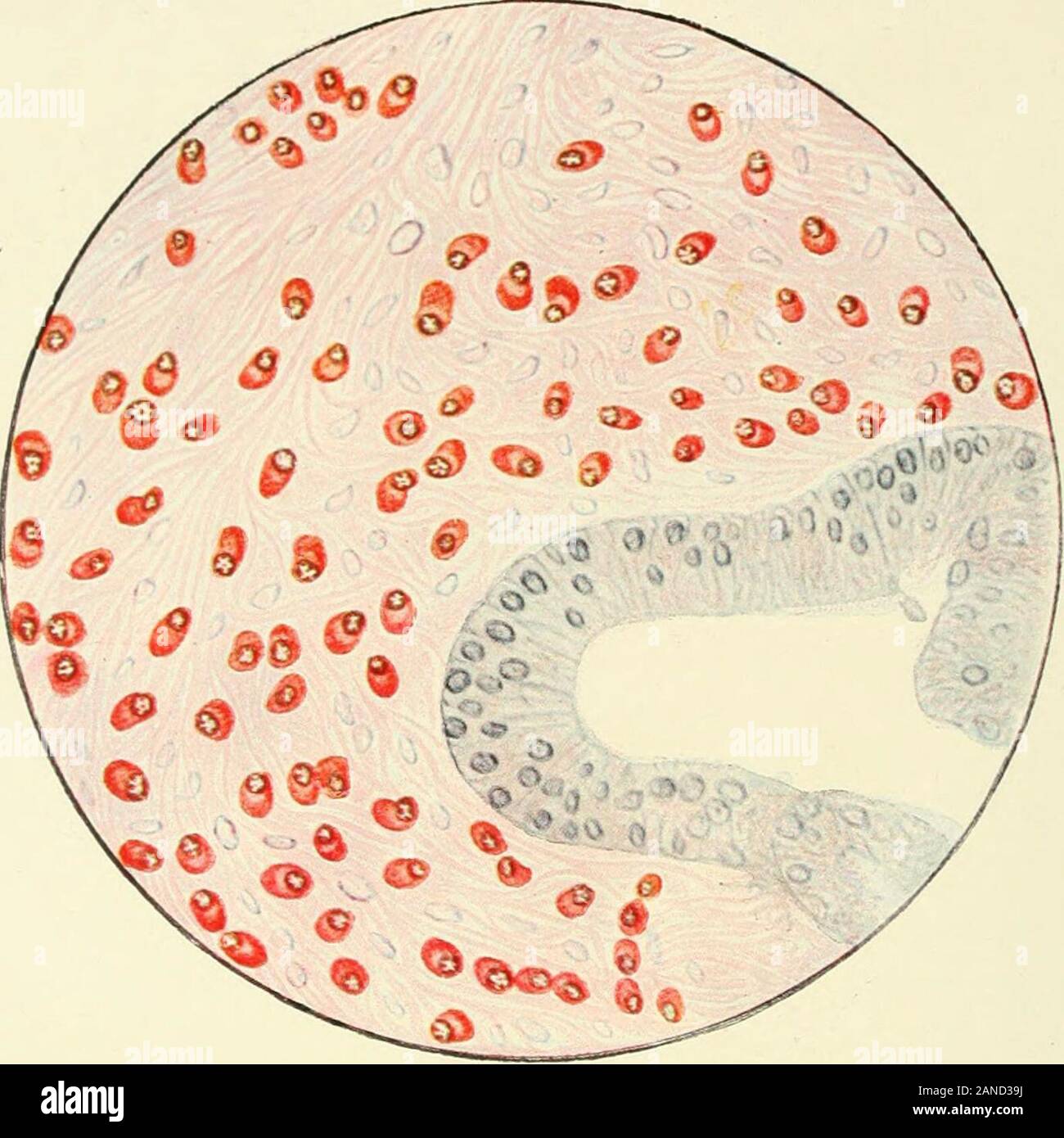 Fibroids and allied tumours (myoma and adenomyoma) : their pathology ...