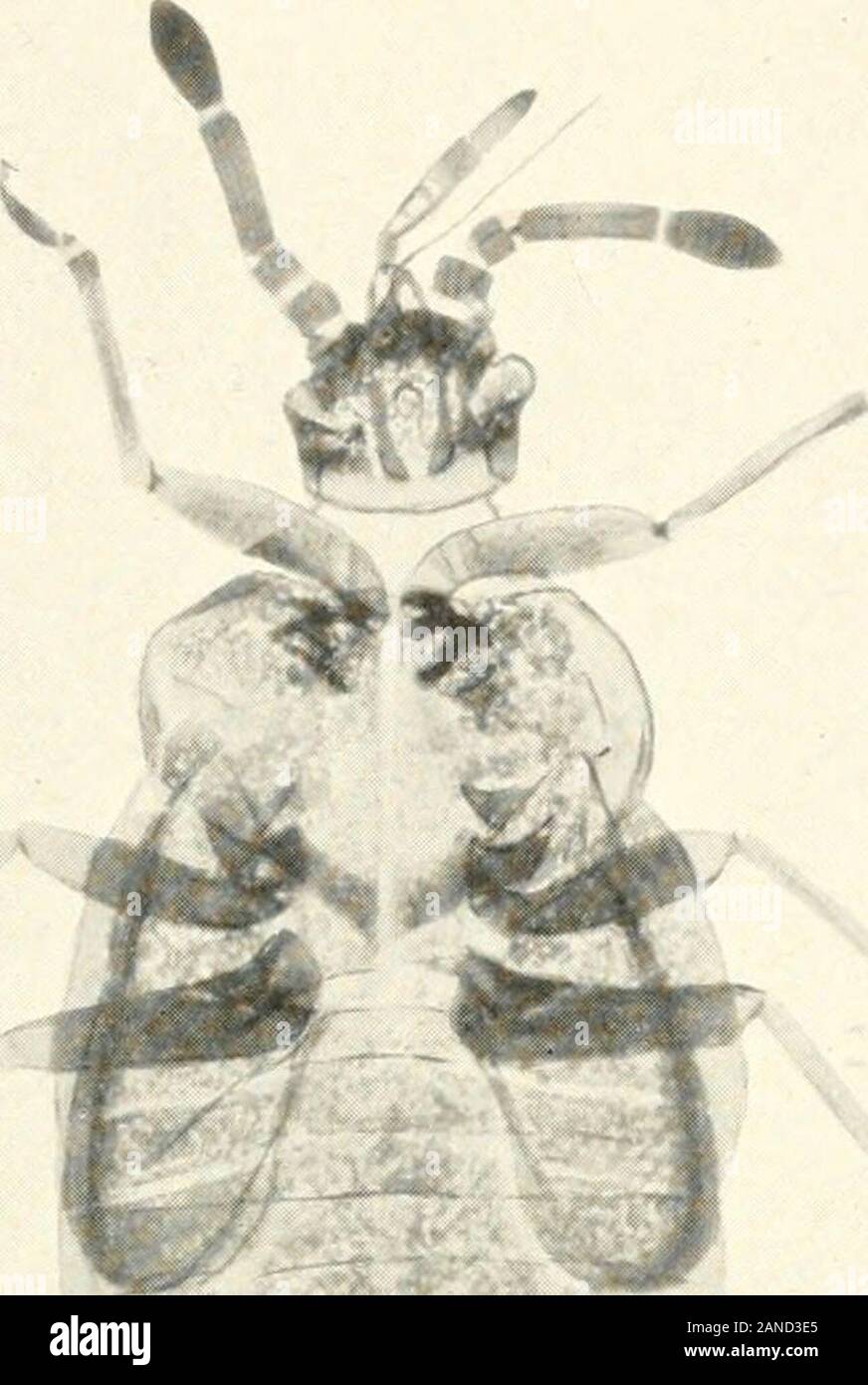 Flying daddy long legs hi-res stock photography and images - Alamy