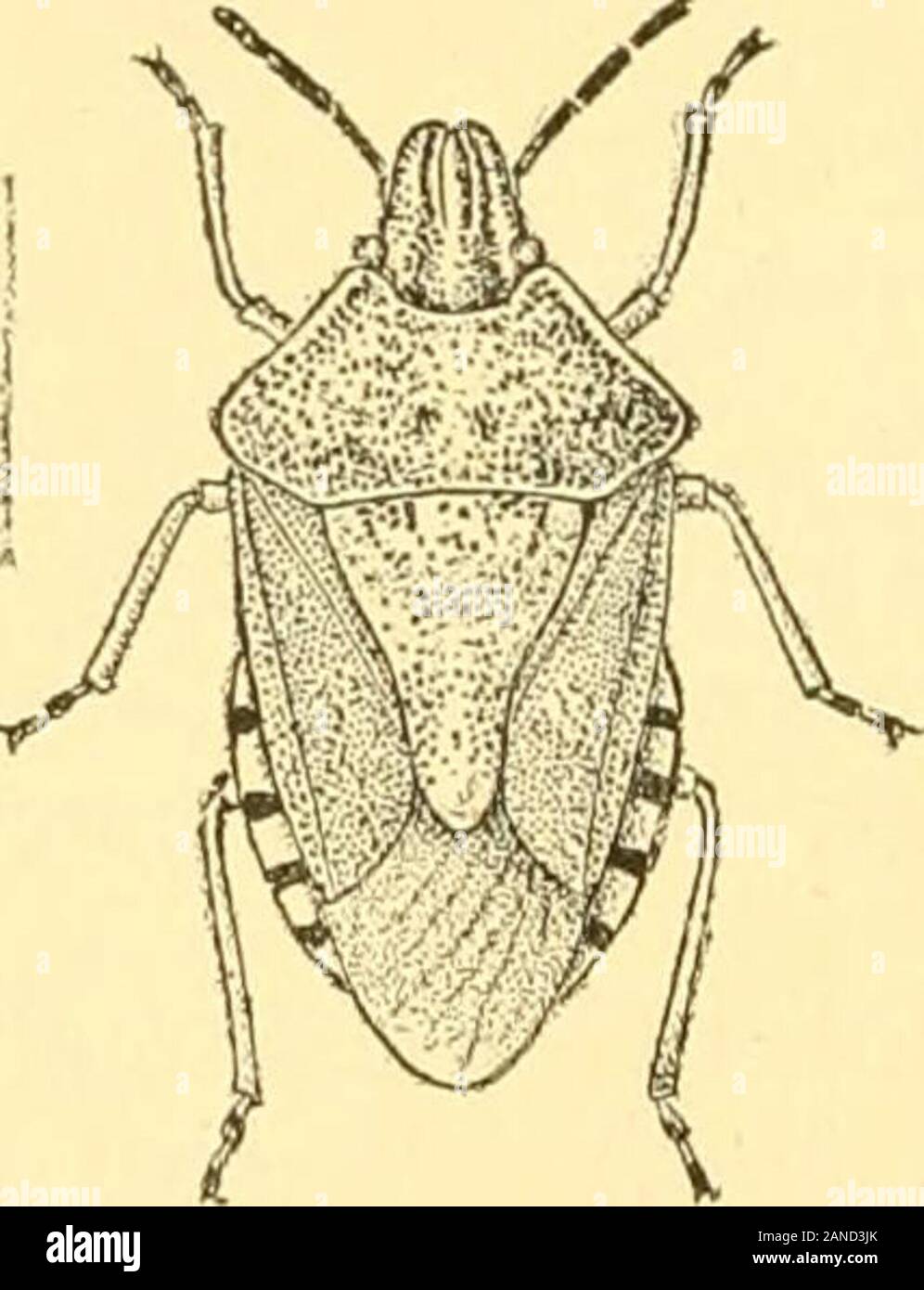 Rhynchota .. . Division JUSCHliOCORARlA. A division at present ...