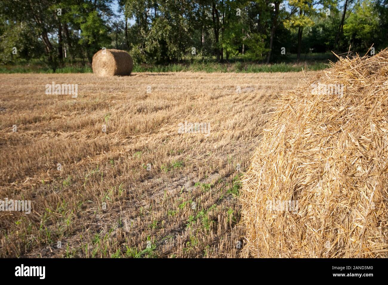 Straw bales on a harvested field in Hungary on a summer day. Sunny ...