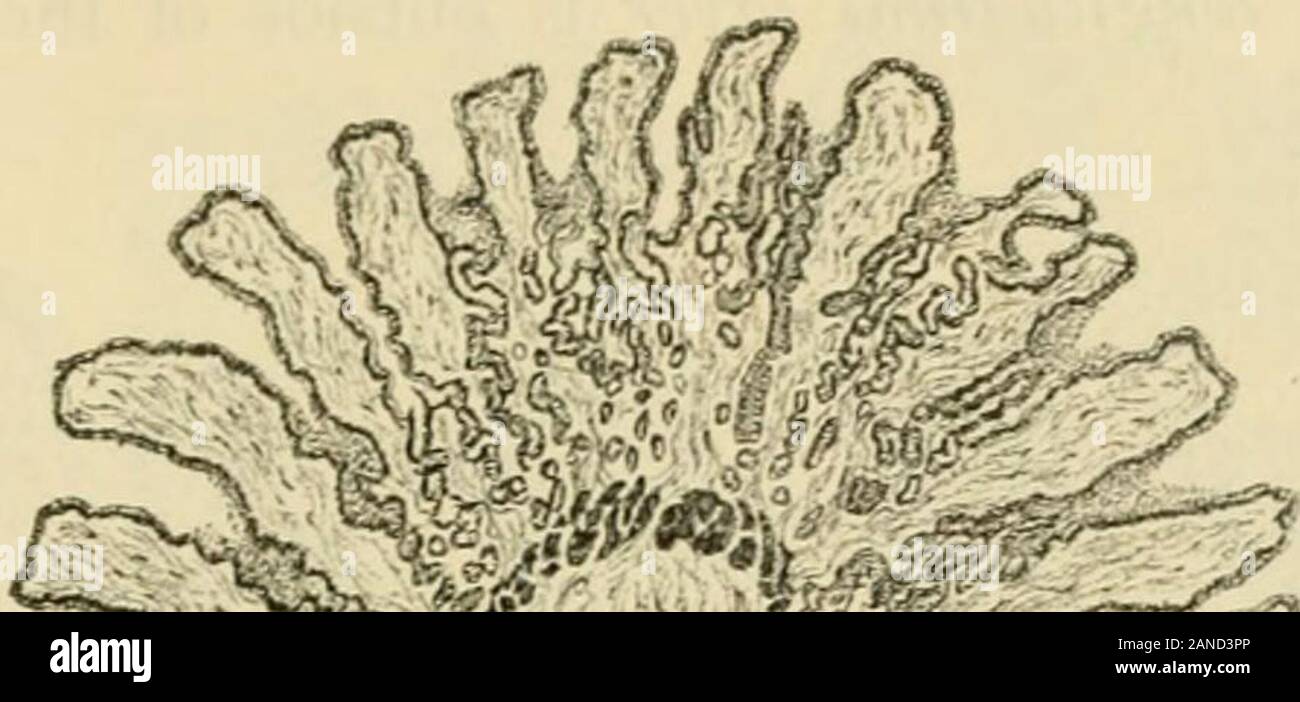Lumen Of Intestinal Gland