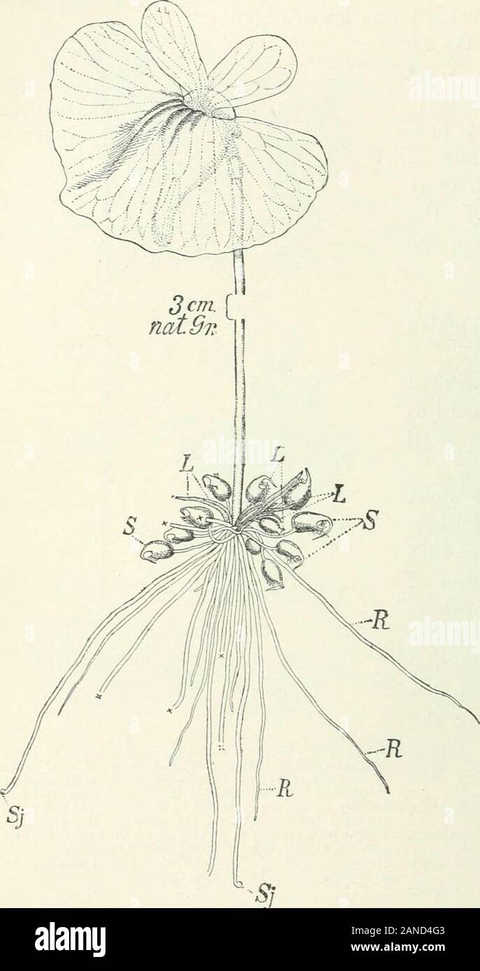 Apical inflorescence hi-res stock photography and images - Alamy