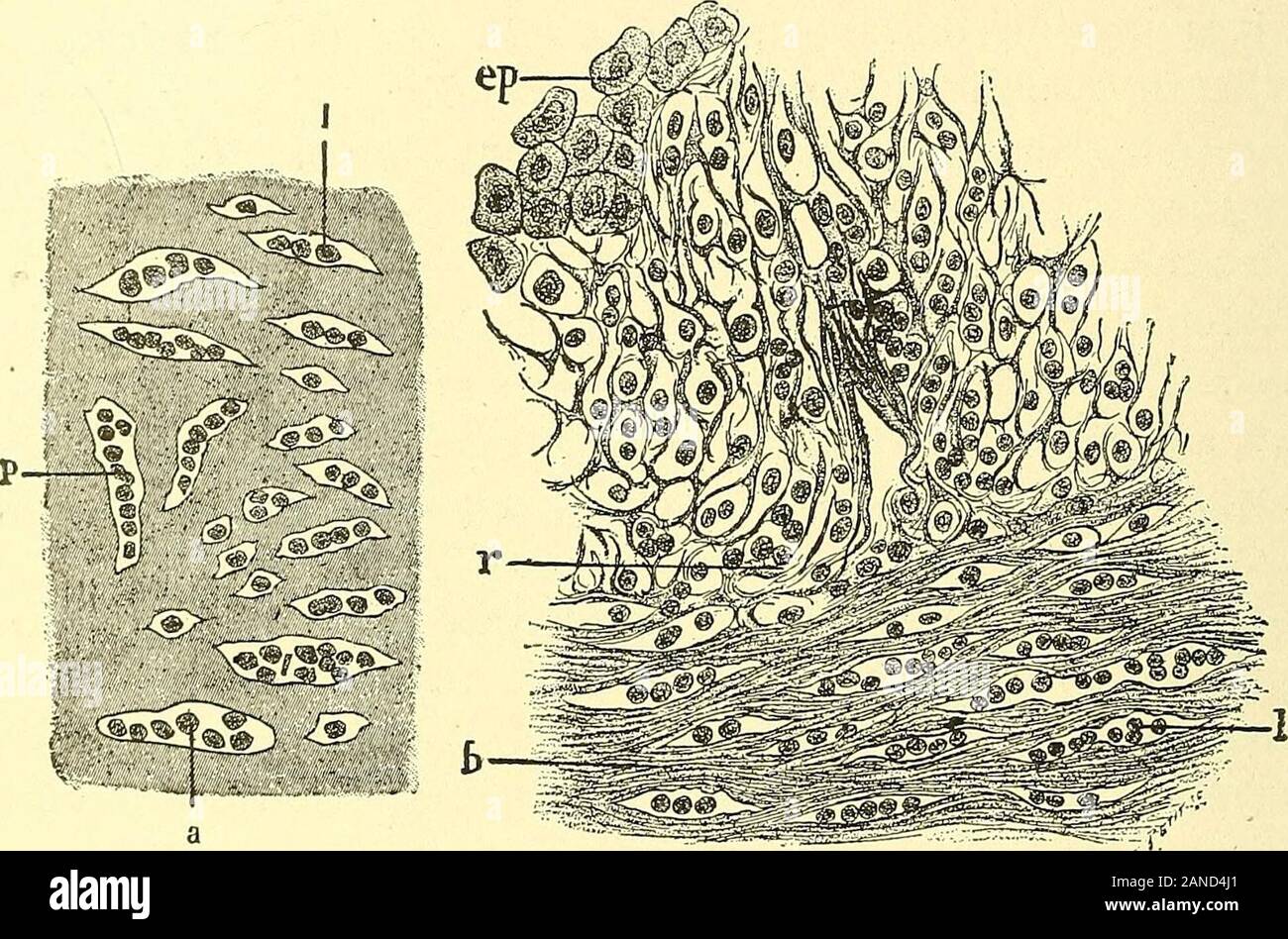 Laparatomy hi-res stock photography and images - Alamy