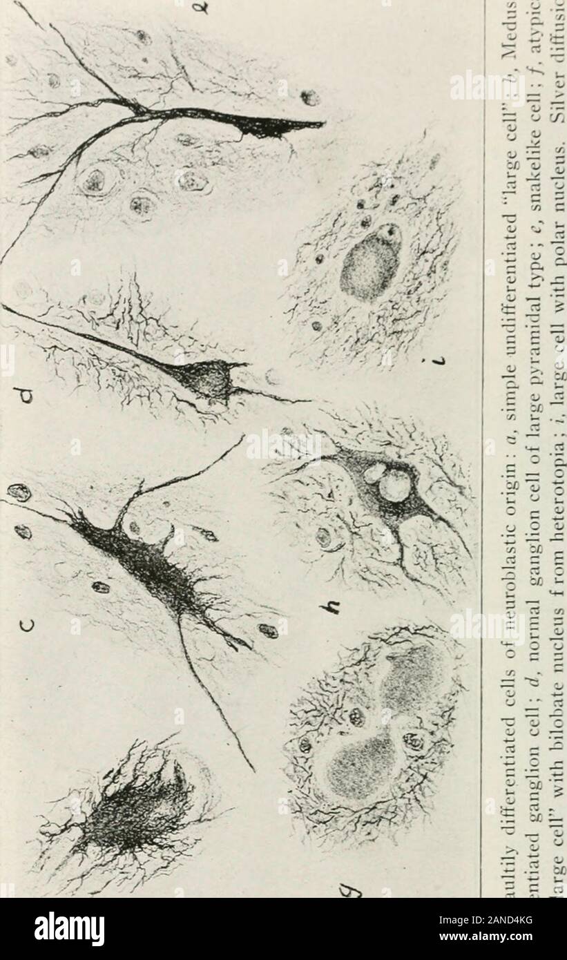 Single cells with a cell dividing hi-res stock photography and images ...