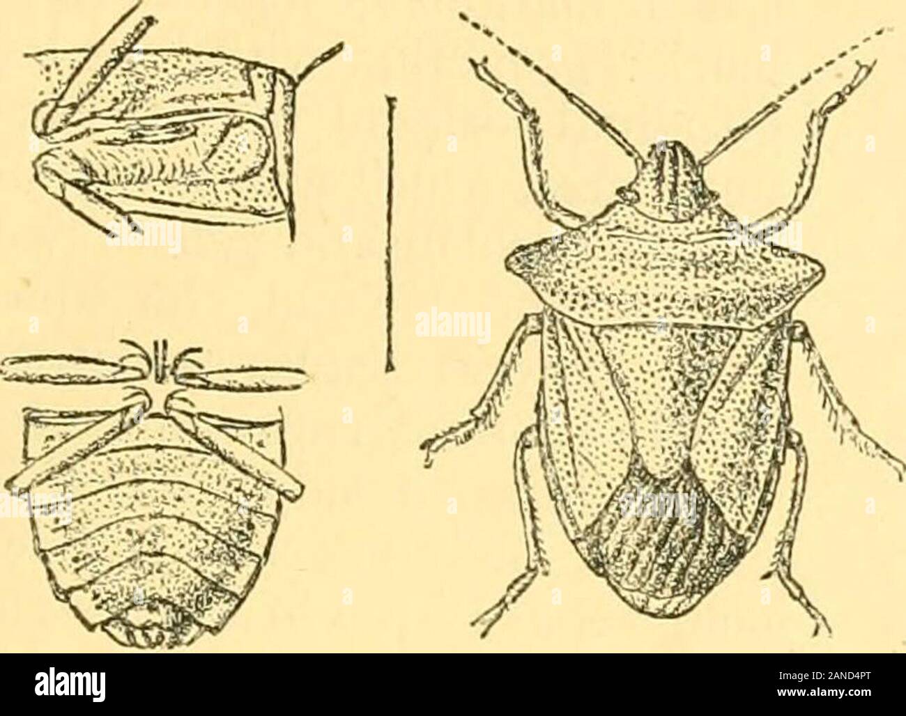 Rugulose hi-res stock photography and images - Alamy