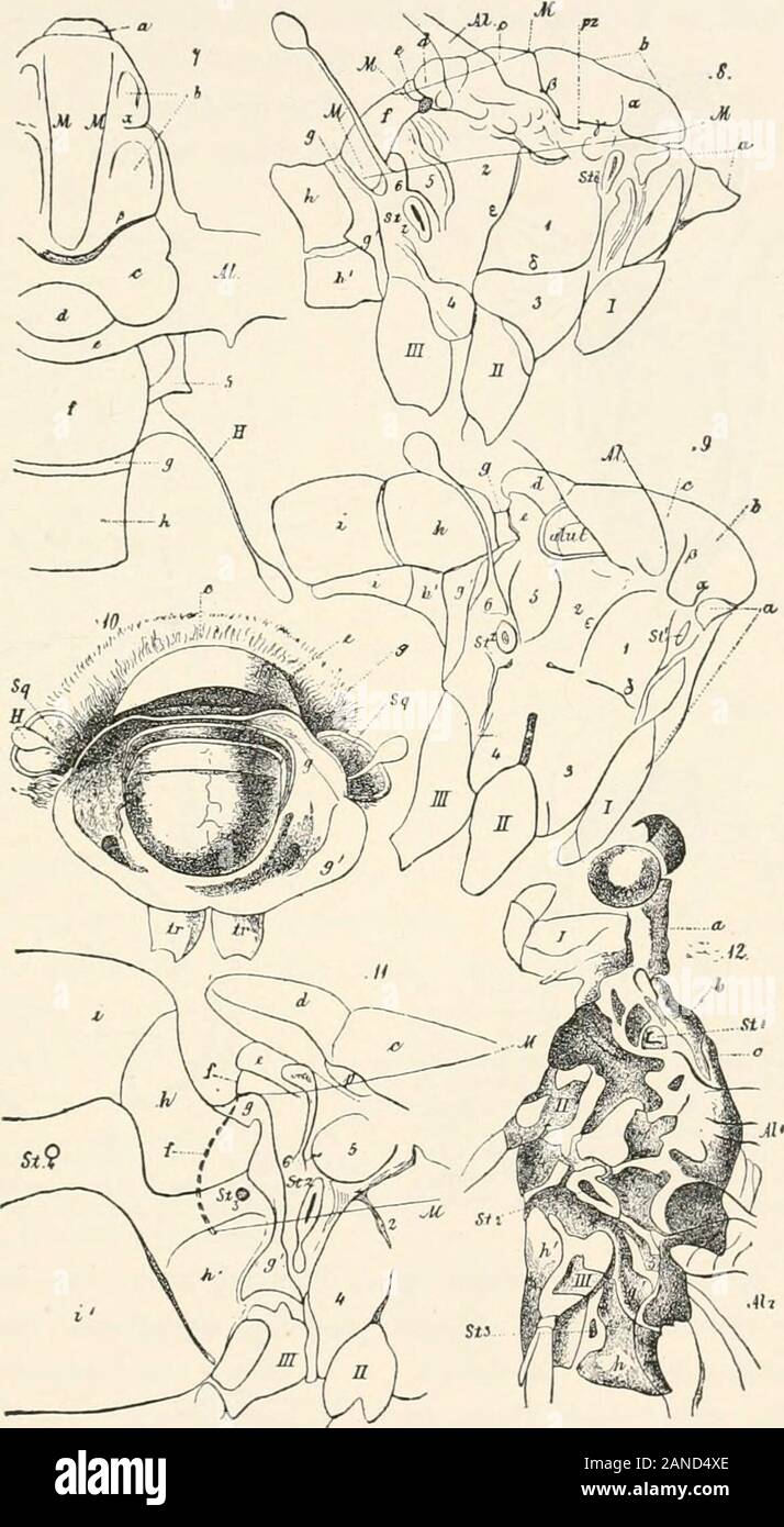 A text-book of entomology, including the anatomy, physiology ...