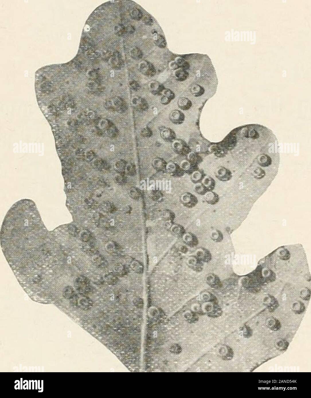 Galls bird hi-res stock photography and images - Alamy