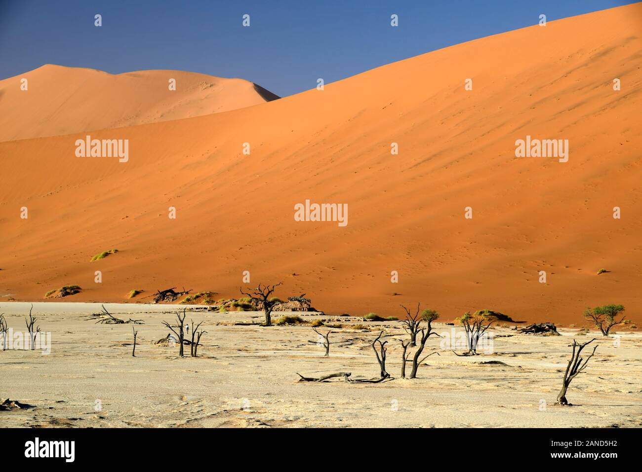 Petrified acacia tree hi-res stock photography and images - Alamy