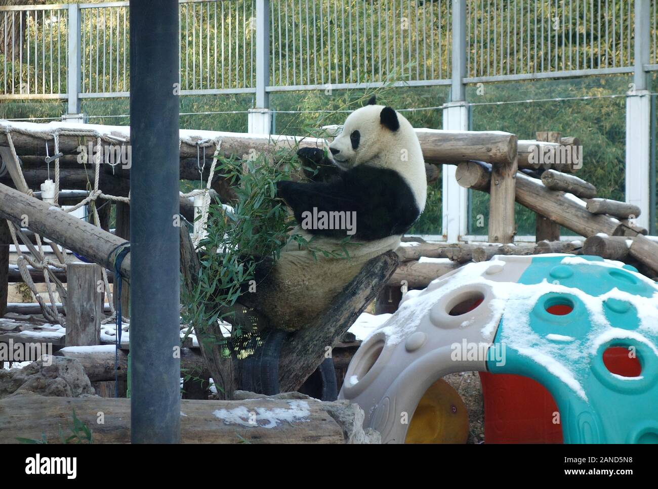 A panda eats bamboos at the Panda House in Beijing Zoo in Beijing ...