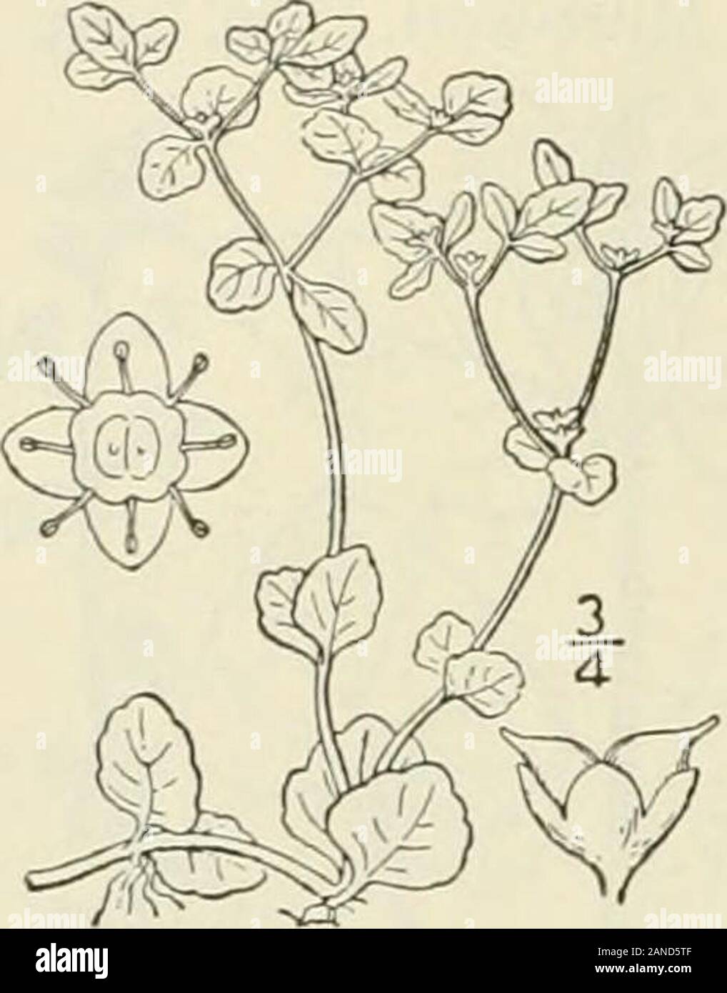 Semi decumbent hi-res stock photography and images - Alamy