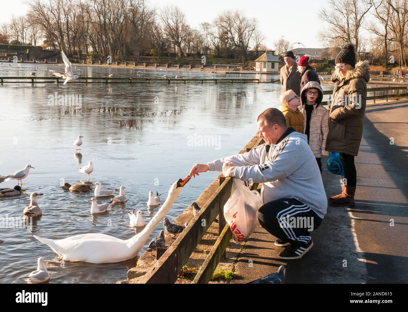 Man feeding a mute swan with children and people watching in Stanley ...