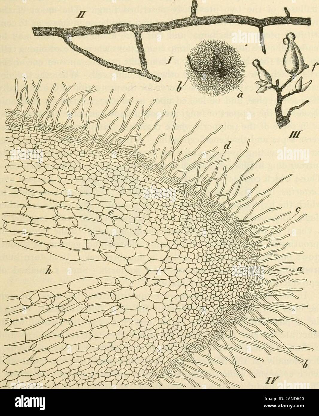 A text-book of mycology and plant pathology . CHARACTERISTICS OF THE ...