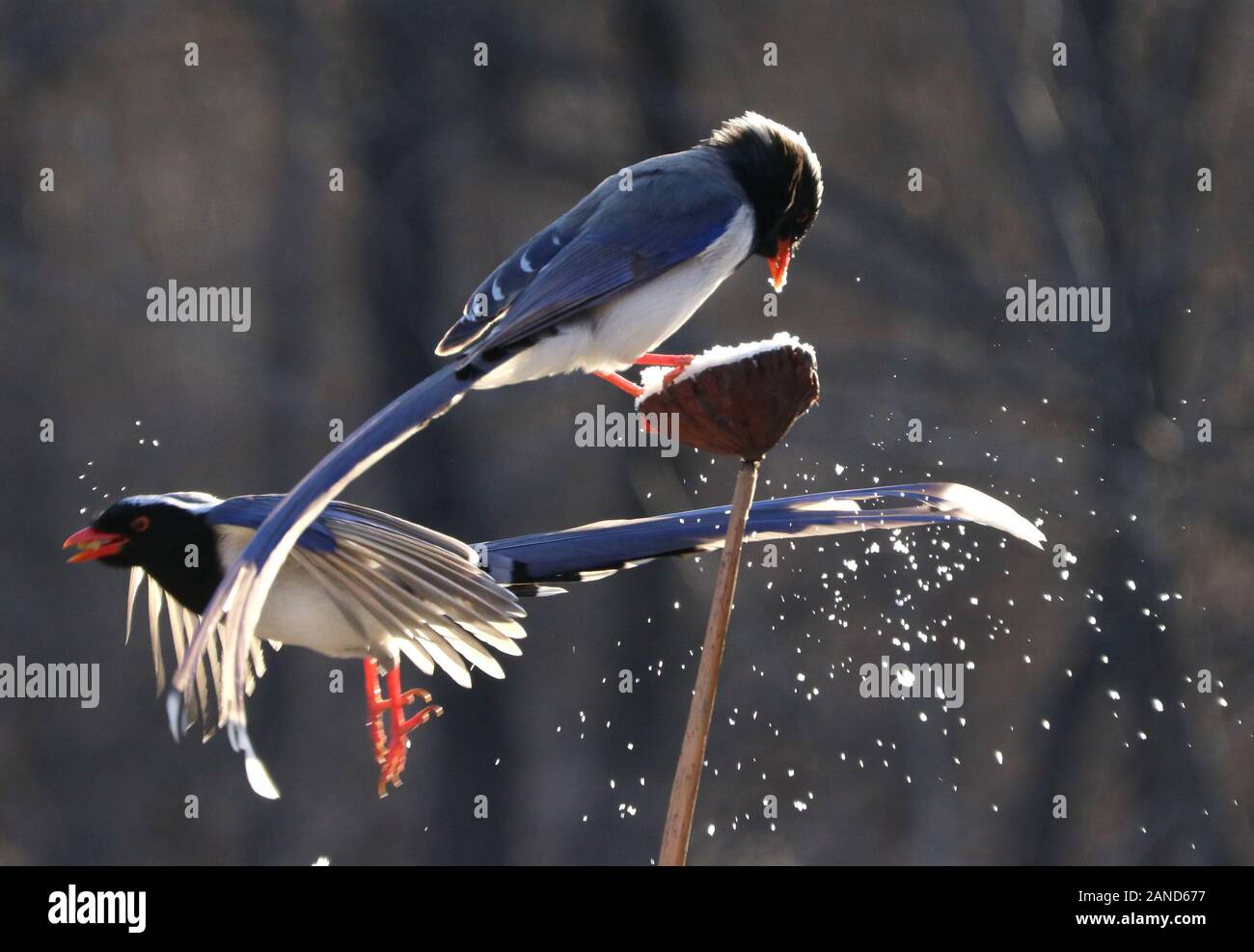 Two red-billed blue magpies are seen dancing and eating lotus at the ...