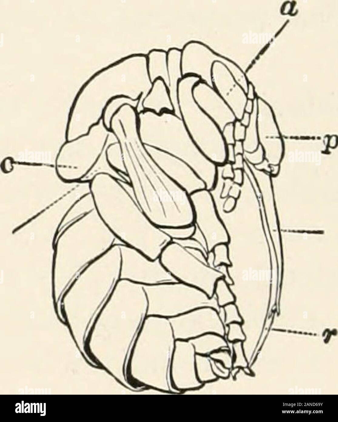 Propodeum hi-res stock photography and images - Alamy
