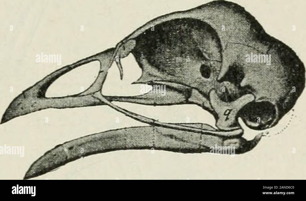 Beginners bird hi-res stock photography and images - Alamy