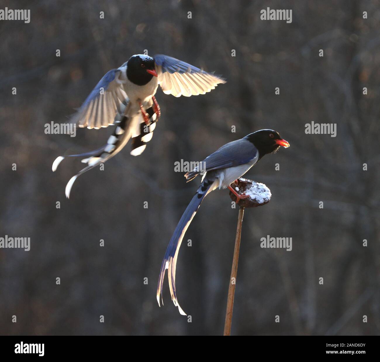 Two red-billed blue magpies are seen dancing and eating lotus at the ...