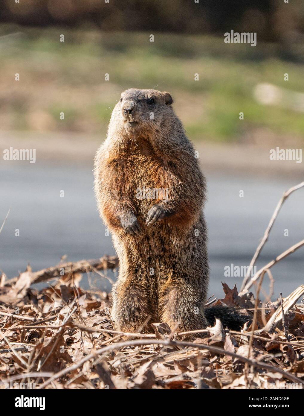 Groundhog burrow hi-res stock photography and images - Alamy