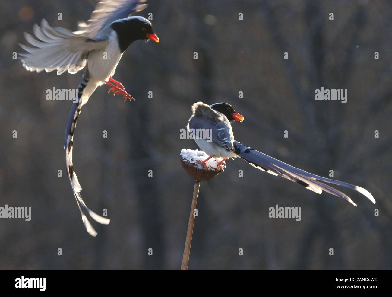 Two red-billed blue magpies are seen dancing and eating lotus at the ...