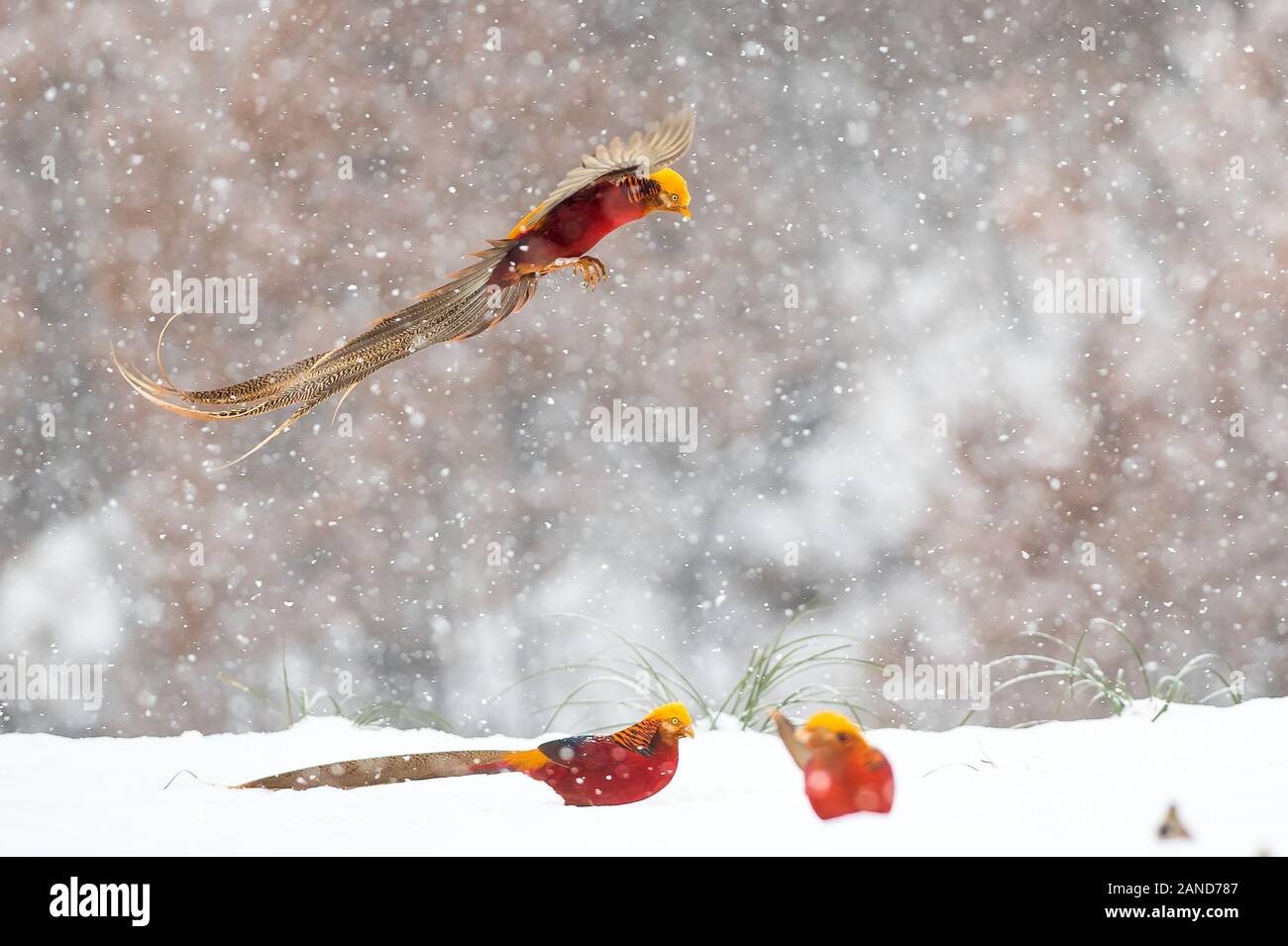 --File--In this unlocated photo, a phoenix-like golden pheasant is ...