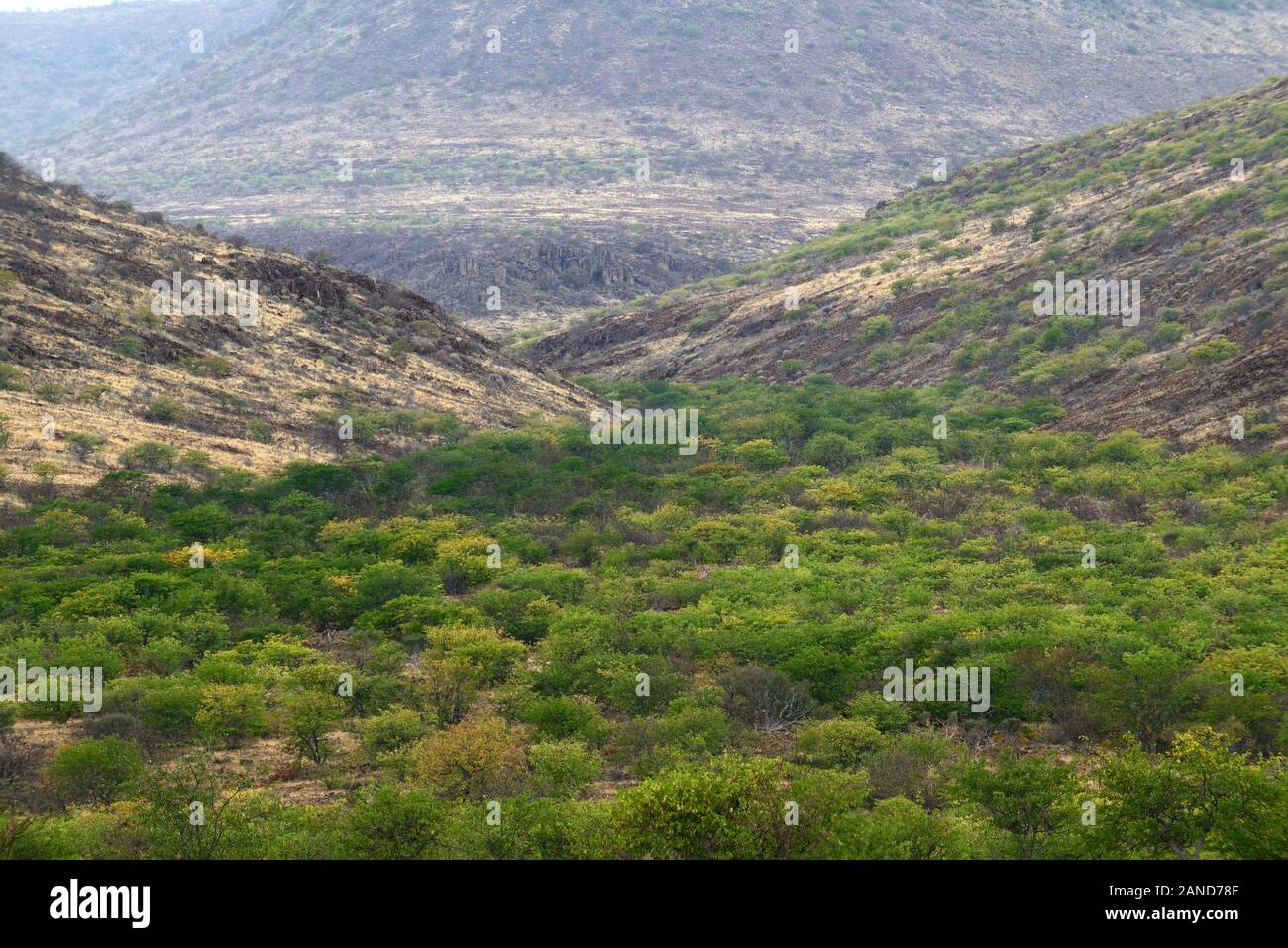 desert woodland,arib scrub desert,dry landscape,Ugab Valley,Damaraland ...