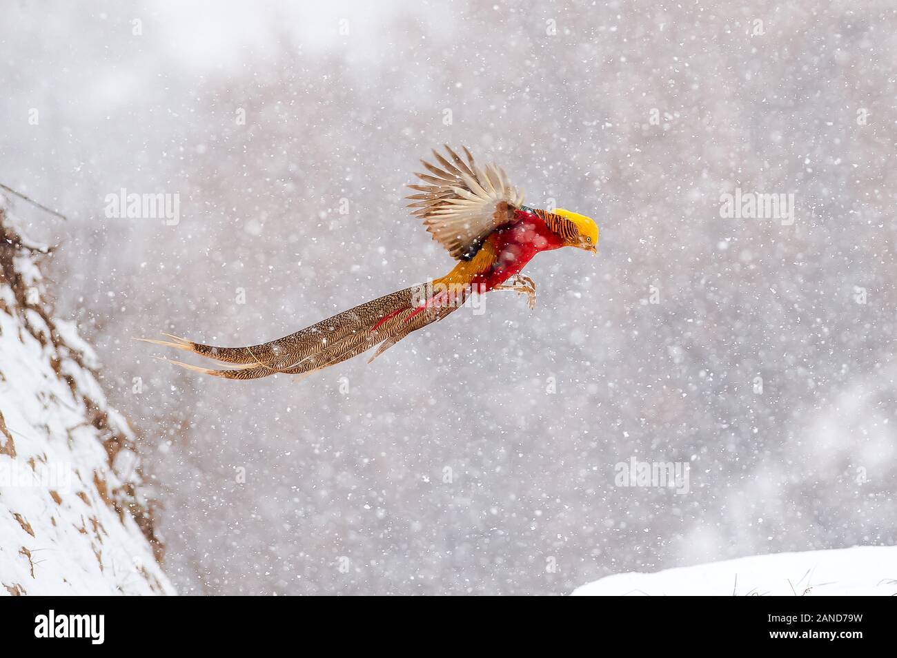 Pheasant flying winter hi-res stock photography and images - Alamy