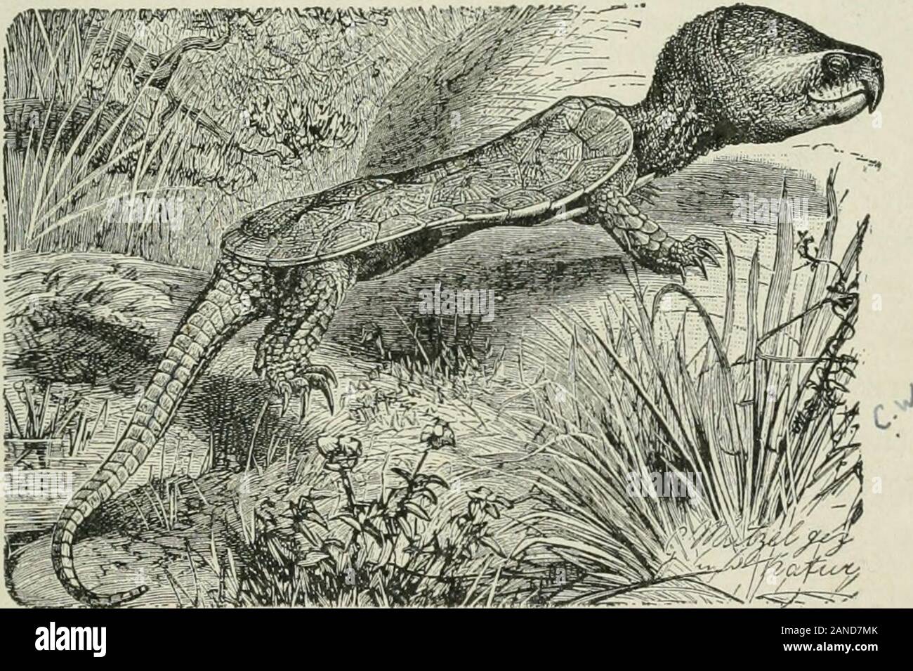 Turtle And Frog Fish