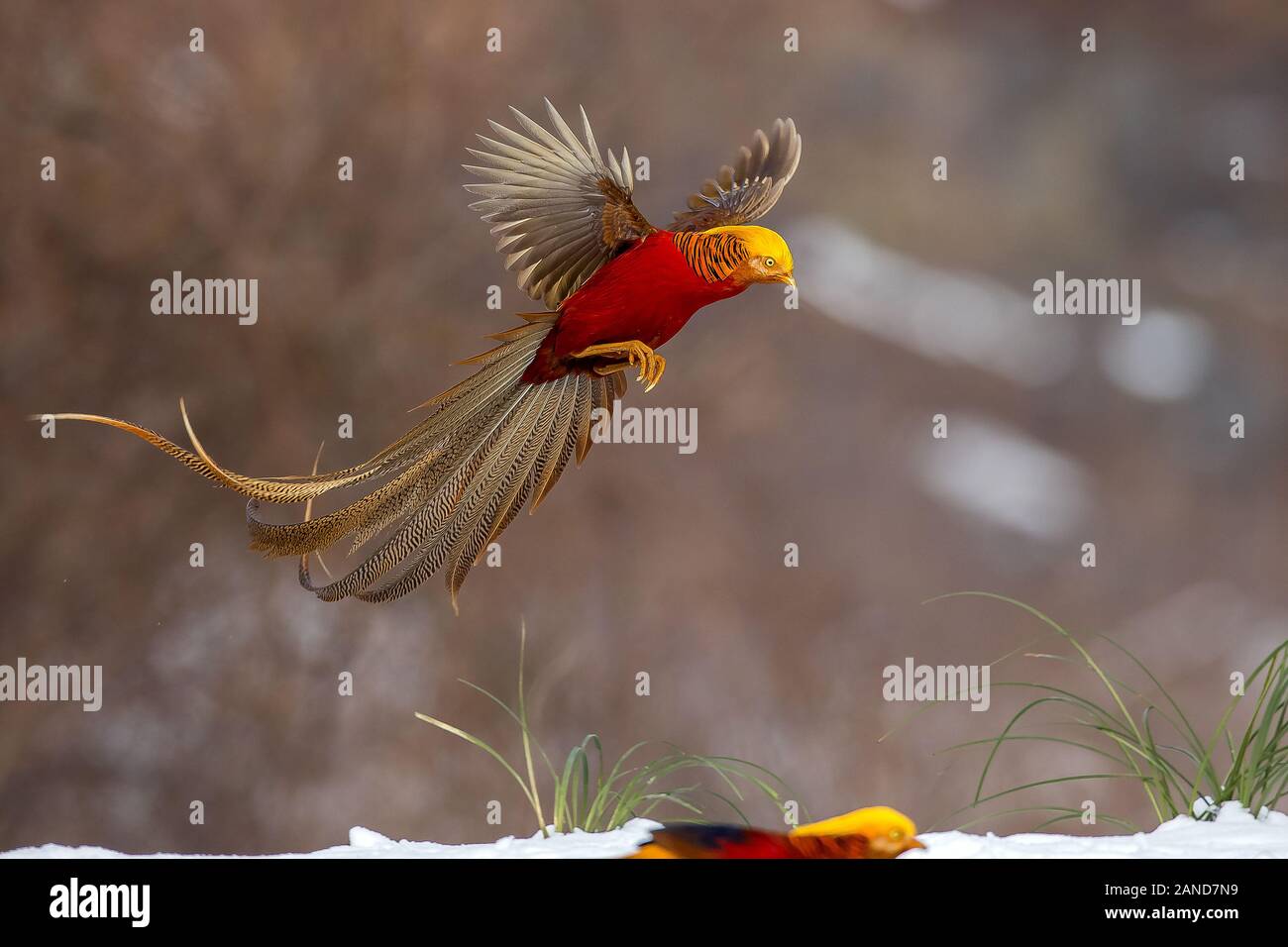 Flying pheasant january hi-res stock photography and images - Alamy