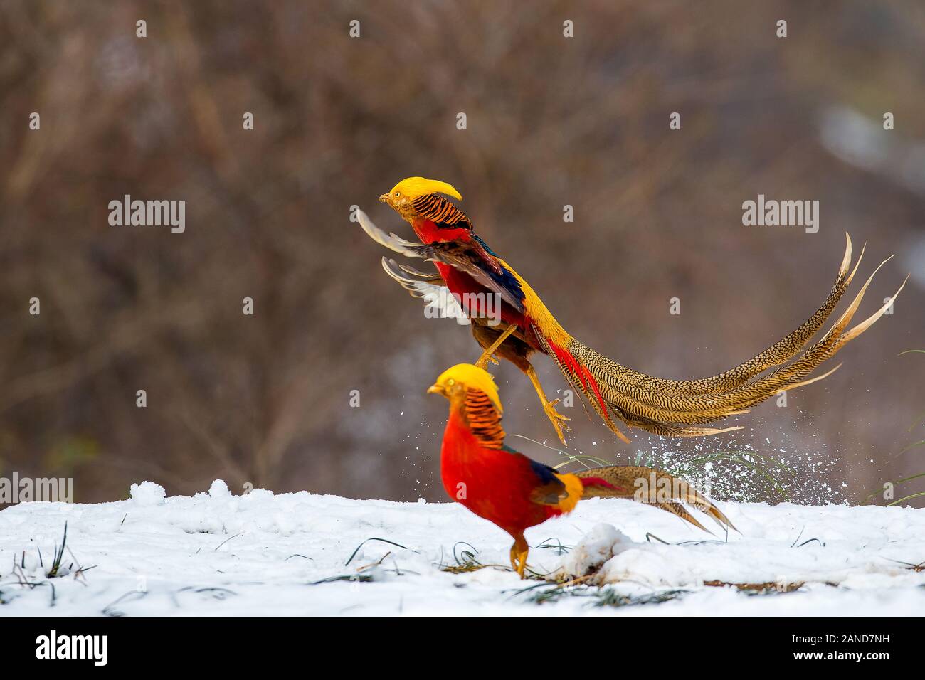 --File--In this unlocated photo, a phoenix-like golden pheasant is ...