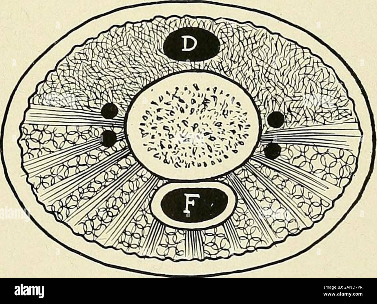 A text-book of clinical anatomy : for students and practitioners . may ...
