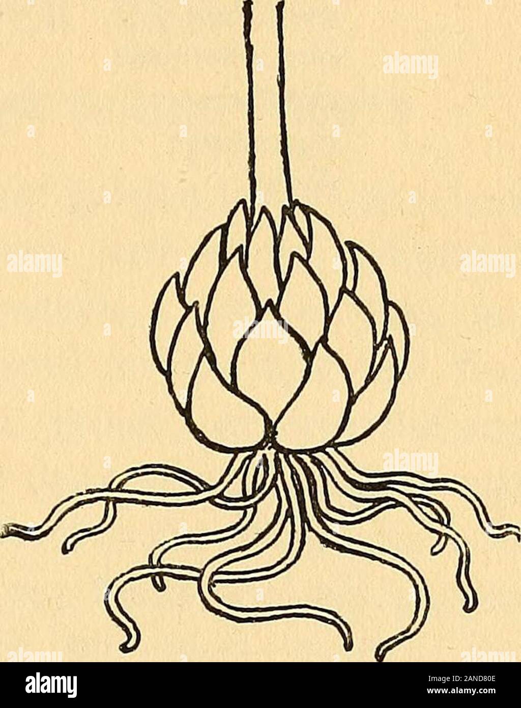 Henryi Lily High Resolution Stock Photography and Images - Alamy