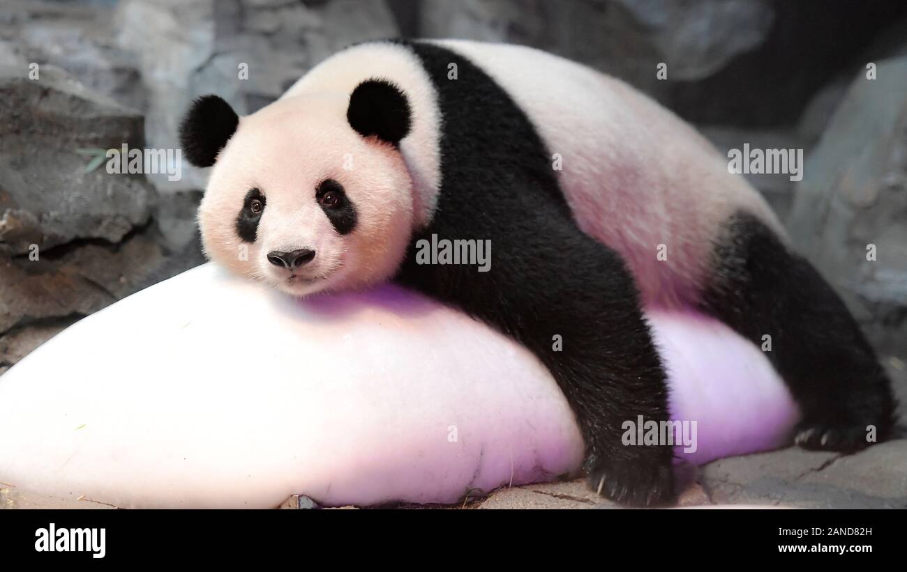 --File--Panda "Long Long" hugs a cube of ice to cool down during the ...