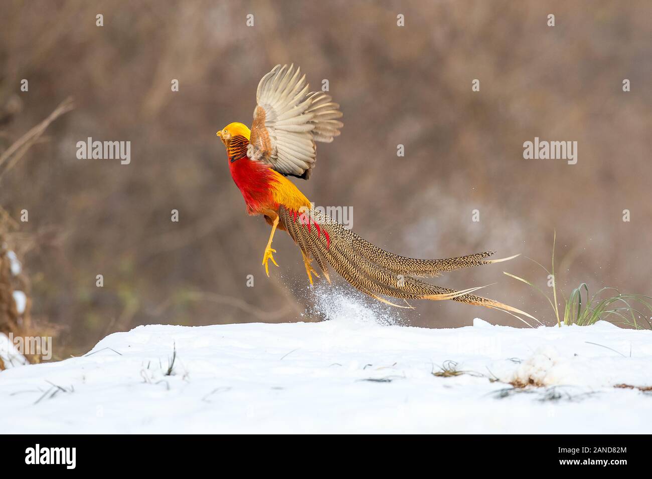 --File--In this unlocated photo, a phoenix-like golden pheasant is ...
