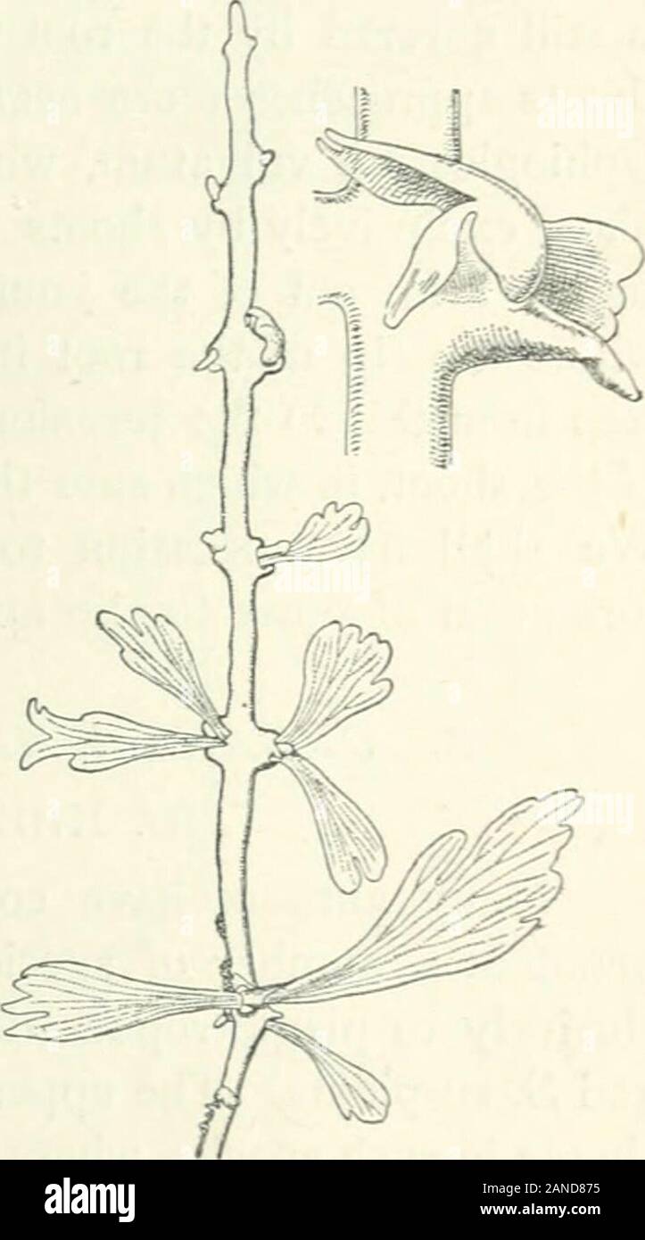 Becomea hi-res stock photography and images - Alamy