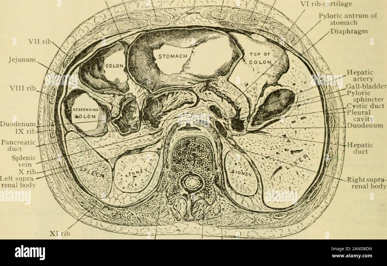 Human anatomy, including structure and development and practical ...