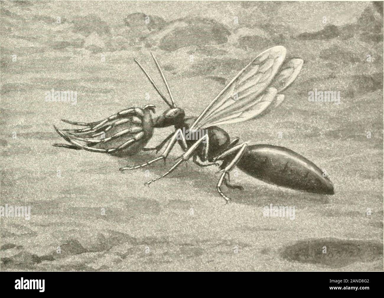 Marvels of insect life ; a popular account of structure and habit ...