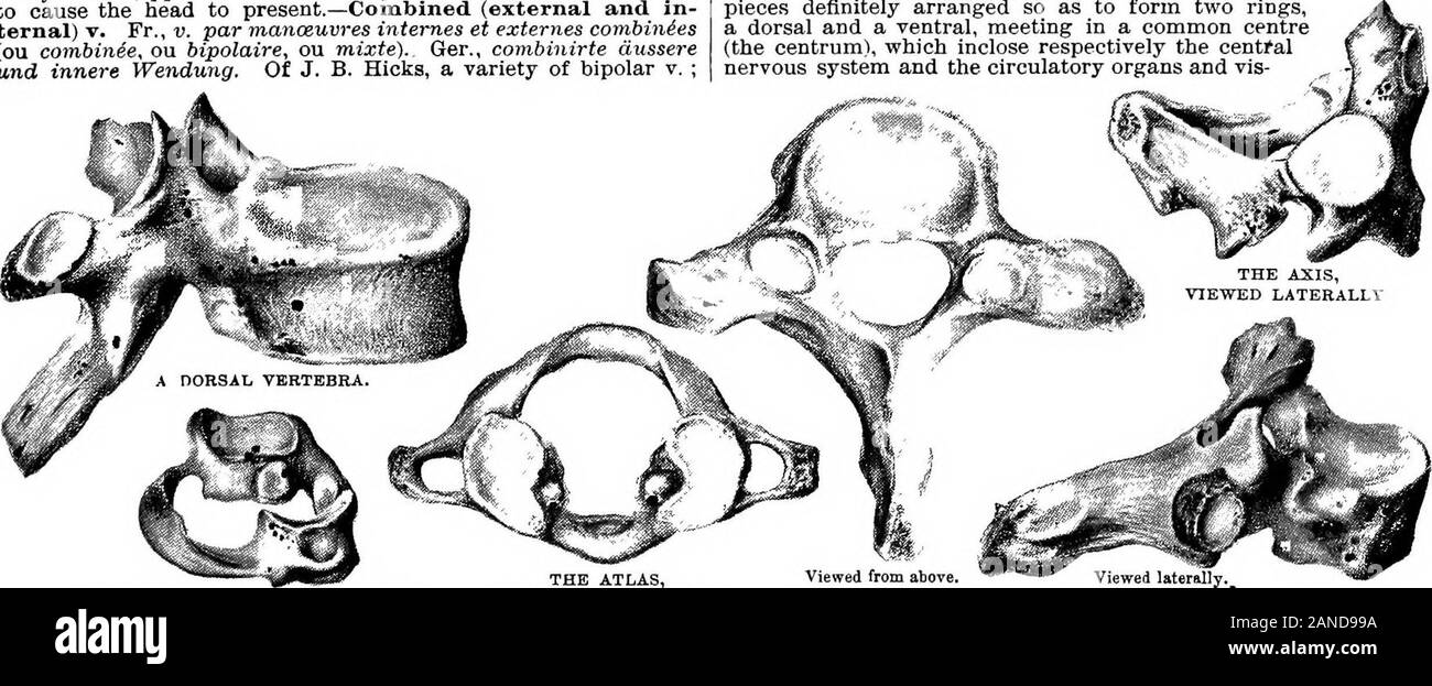 Posterior cervix Cut Out Stock Images & Pictures - Alamy