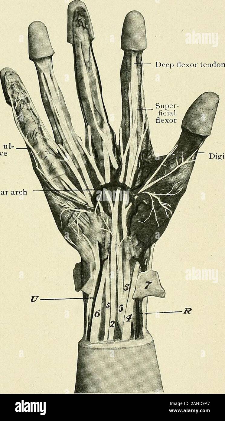 Synovial tendon sheaths hi-res stock photography and images - Alamy