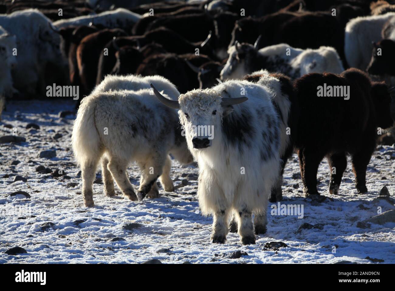 View of the yaks eating and walking around at a field at the Otoksel ...