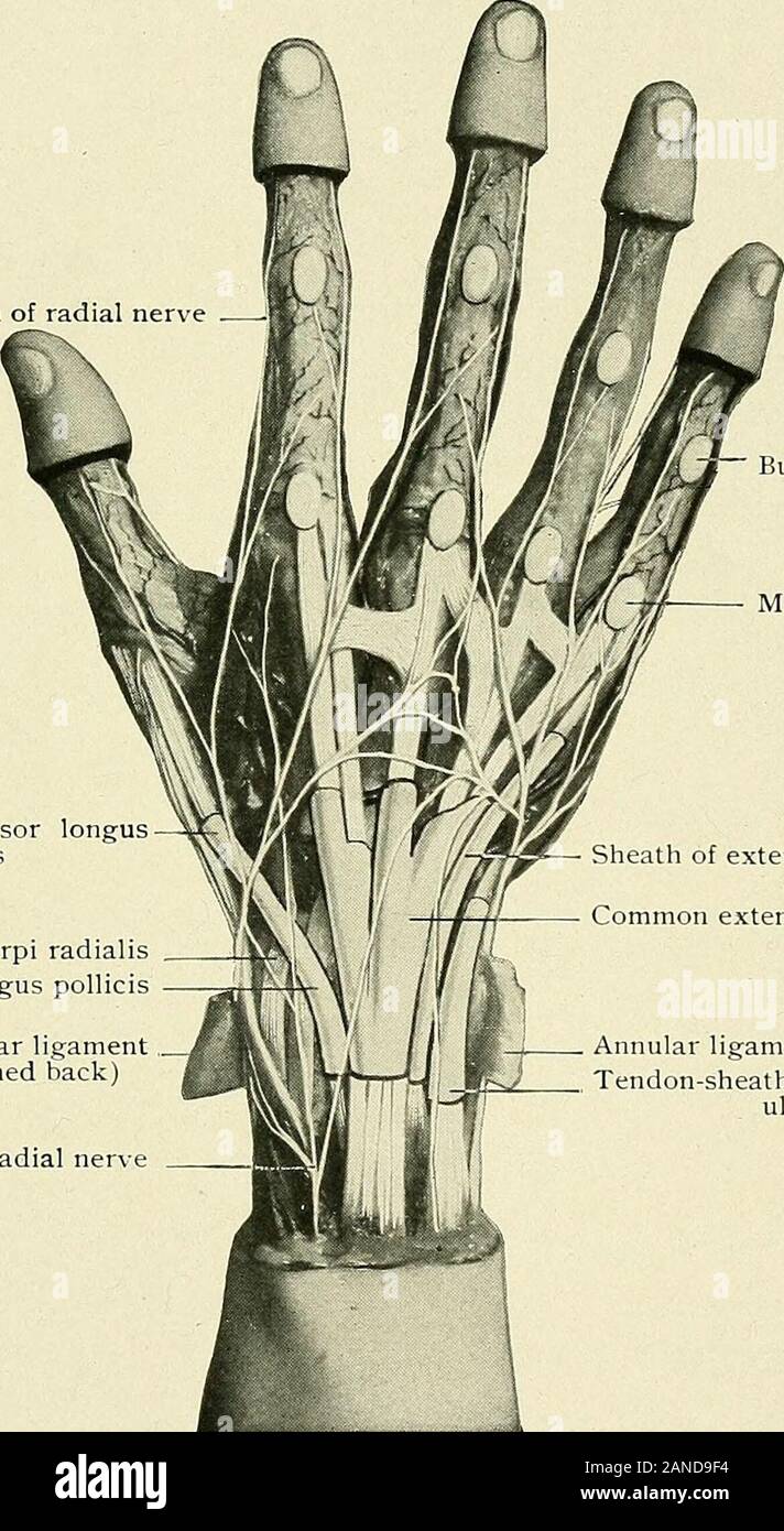 Connective tissue back hi-res stock photography and images - Alamy