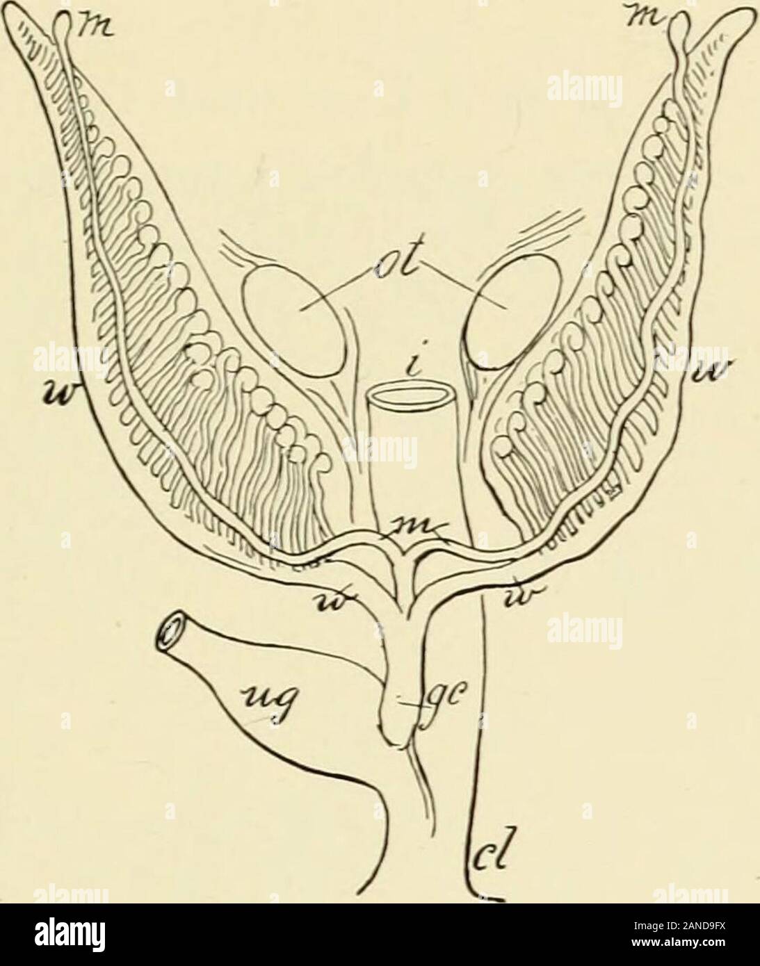 Fetal testis hi-res stock photography and images - Alamy