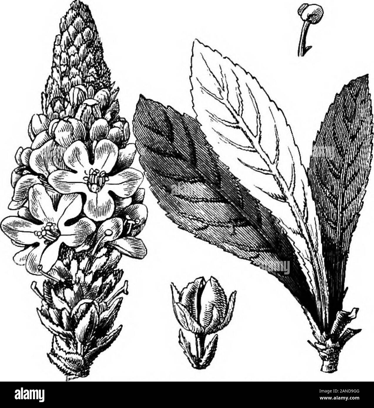 Mullein root Black and White Stock Photos & Images - Alamy