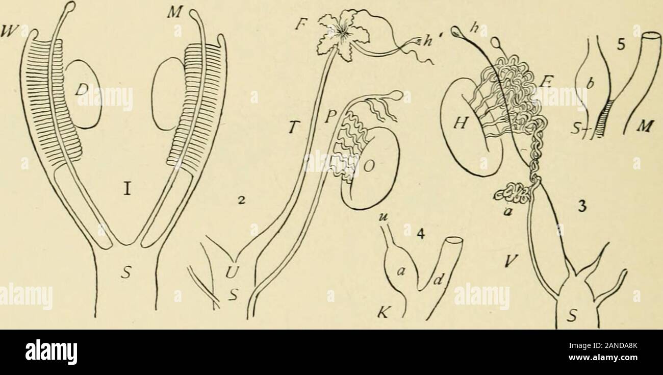 Inner Cell Mass High Resolution Stock Photography and Images - Alamy