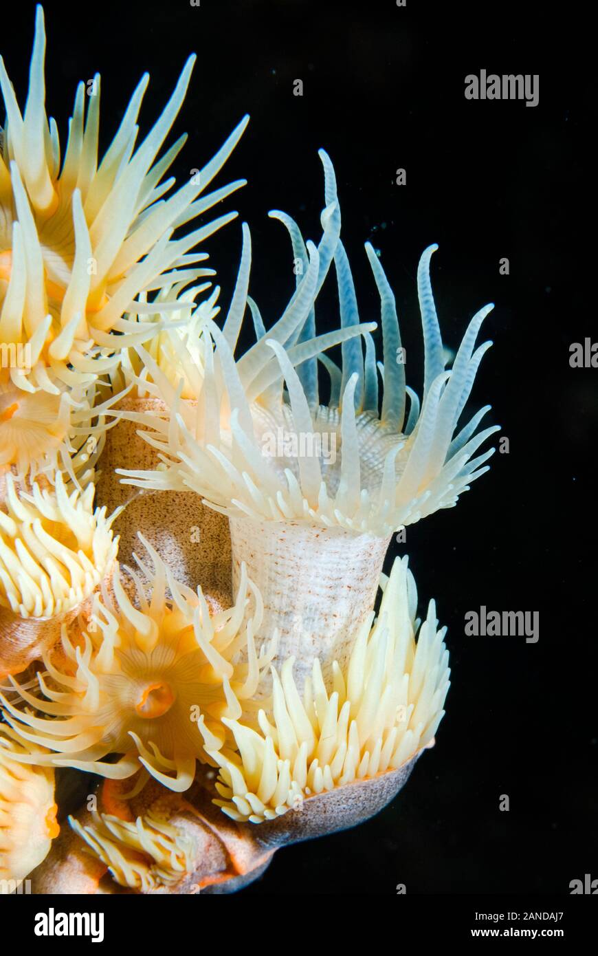 colonial sea anemone, Amhianthus sp., Moalboal, Cebu, Philipphines ...