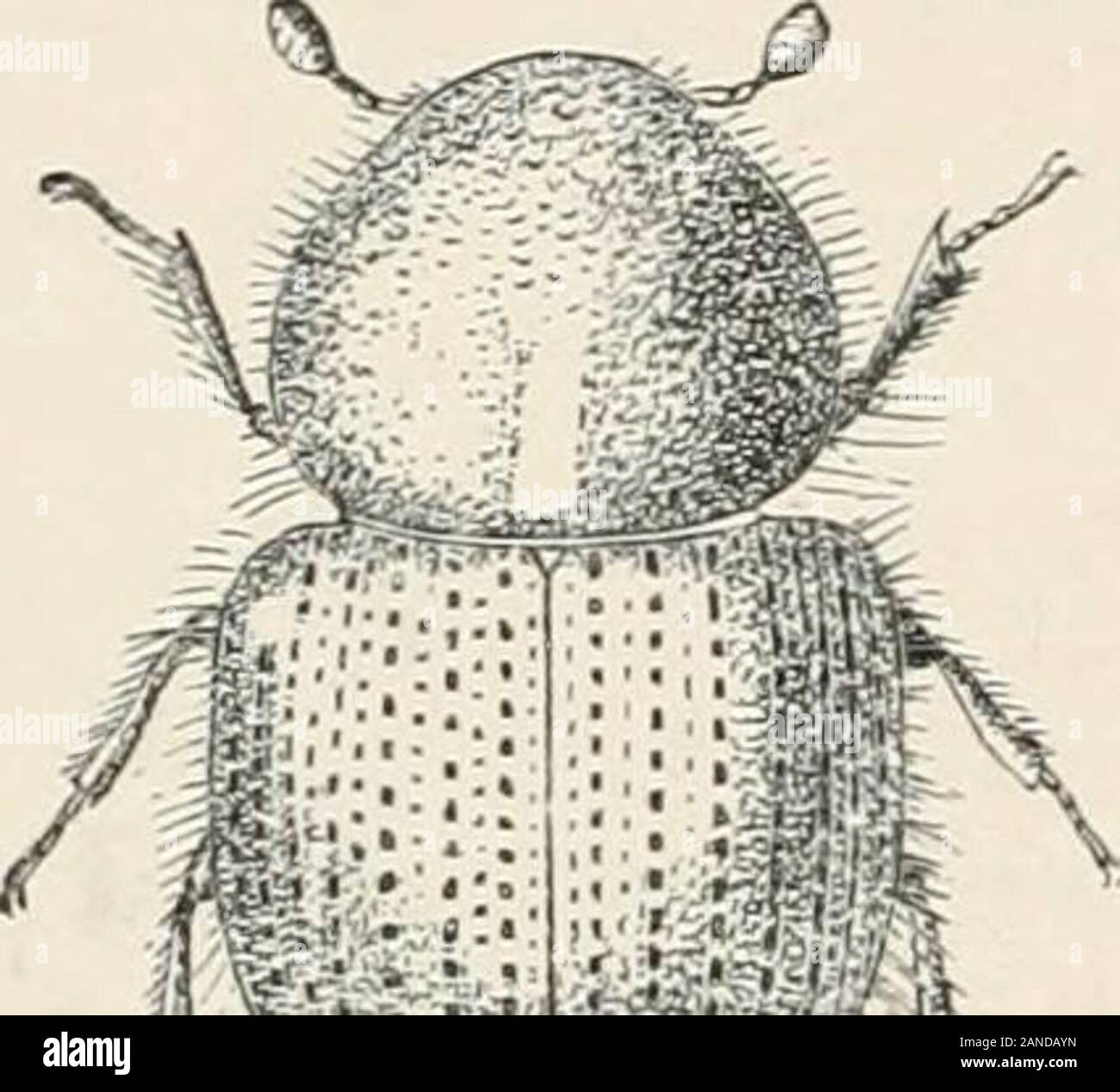 Trypodendron hi-res stock photography and images - Alamy