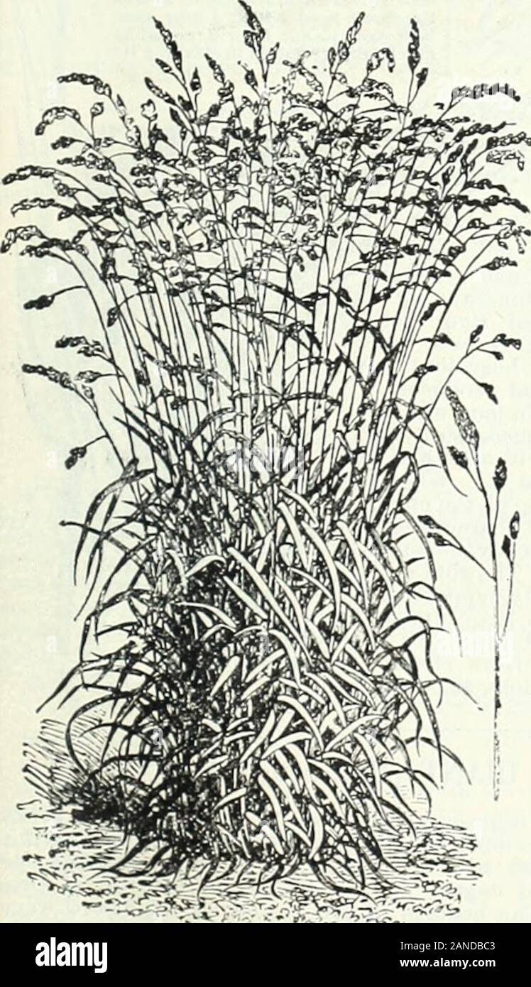 Hard fescue grass hi-res stock photography and images - Alamy