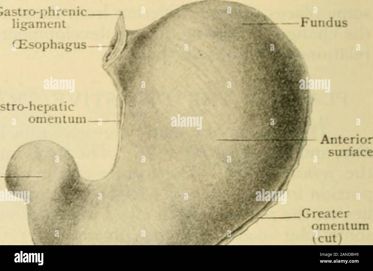 Human anatomy, including structure and development and practical ...