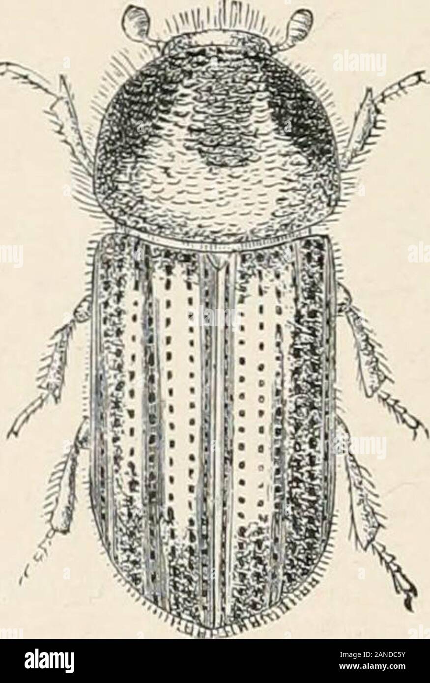 Trypodendron lineatum hi-res stock photography and images - Alamy